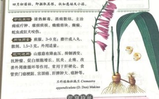慈姑是什么_慈姑的功效与作用