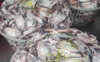 梭子蟹多少钱一斤2021_2021年梭子蟹价格走势