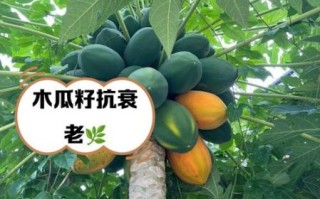 木瓜籽能吃吗_木瓜籽怎么吃