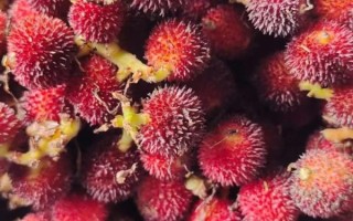 砂仁树长什么样_砂仁树图片怎么识别