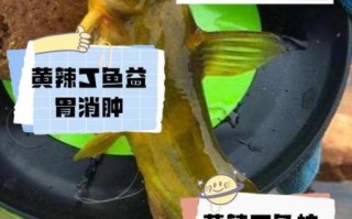 黄辣丁鱼的营养价值_黄辣丁鱼的功效与作用