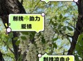 刺槐怎么种_刺槐多久能成材