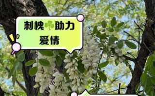 刺槐怎么种_刺槐多久能成材