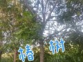 院子种香椿树大凶_风水禁忌真相