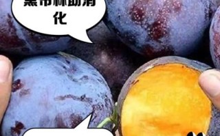 黑布林的功效与禁忌_孕妇能吃吗