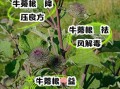 女人喝牛蒡茶的好处_牛蒡根对女性的作用