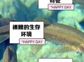 青海湖的鱼为什么不能吃_青海湖裸鲤保护现状
