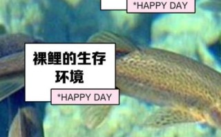 青海湖的鱼为什么不能吃_青海湖裸鲤保护现状