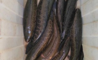 野生黑鱼多少钱一斤_野生黑鱼价格行情