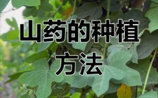 山药种植图片_山药怎么种植