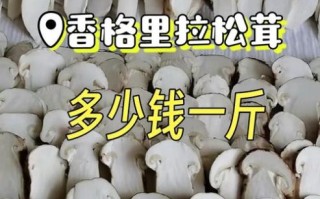 松茸菇怎么保存_松茸菇多少钱一斤