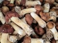 鲜松蘑怎么做好吃_鲜松蘑的家常做法大全