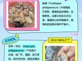 蛤蜊有哪些种类_蛤蜊怎么区分