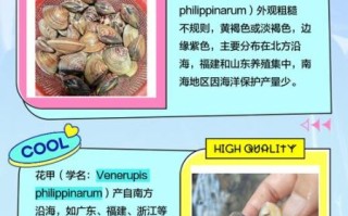 蛤蜊有哪些种类_蛤蜊怎么区分