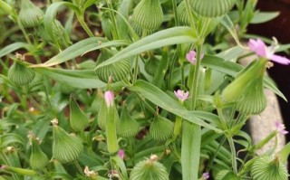 面条菜长什么样_面条菜图片怎么识别