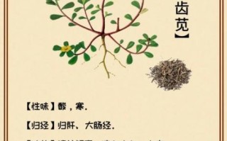马齿苋的功效与作用_马齿苋能治什么病