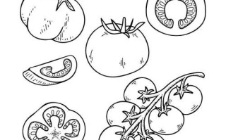 西红柿简笔画怎么画_西红柿简笔画步骤