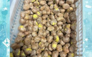 新鲜板栗怎么去壳_生板栗快速去皮方法