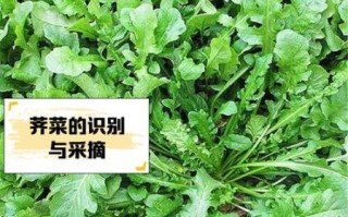 马荠菜长什么样_马荠菜的功效与作用