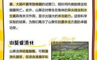 山葵的功效与作用_山葵怎么吃最健康