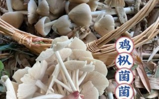 鸡枞菌人工种植技术_鸡枞菌可以人工栽培吗