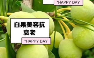 白果的功效与作用_白果怎么吃