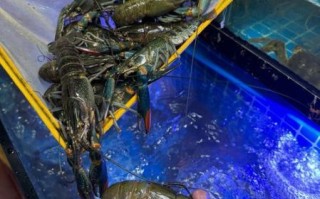 奥龙是什么_奥龙多少钱一斤