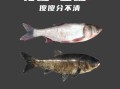 鳙鱼和鲢鱼的区别_哪个更好吃