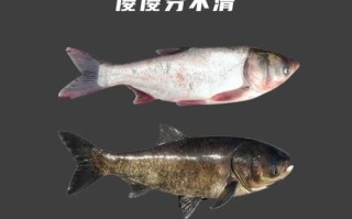 鳙鱼和鲢鱼的区别_哪个更好吃