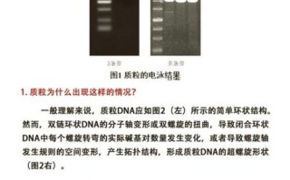 琼脂糖凝胶电泳结果怎么看_条带异常如何解读