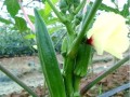 黄秋葵怎么种_黄秋葵种植技术视频要点