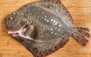 多宝鱼是淡水鱼吗_多宝鱼生活在什么水域