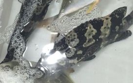 石九公鱼多少钱一斤_石九公鱼价格走势