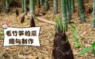 毛笋怎么保存_毛笋图片大全