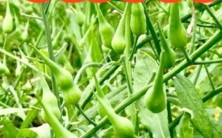 莱菔怎么读_莱菔是萝卜吗