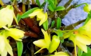 石斛花多少钱一斤_石斛花价格影响因素