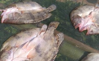 贵鱼多少钱一斤_贵鱼价格行情