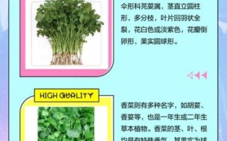芫荽和香菜是一个东西吗_区别与真相