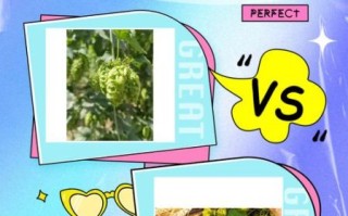 啤酒花制品和啤酒花的区别_哪个更好