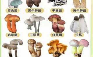 能吃的野生蘑菇图片大全_如何辨别可食用野生菌