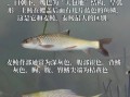 鲴鱼种类有哪些_如何区分四种常见鲴鱼