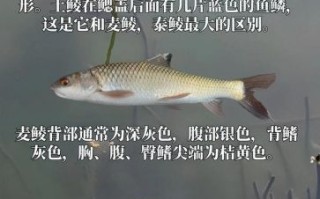 鲴鱼种类有哪些_如何区分四种常见鲴鱼