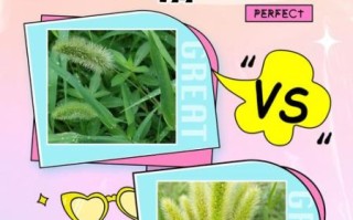 狗尾巴草学名是什么_狗尾巴草和狼尾草区别
