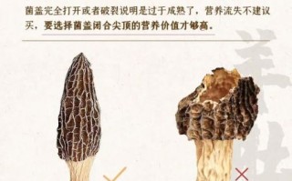 野生羊肚菌多少钱一斤_为什么价格差异这么大
