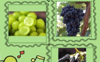 中国十大葡萄品种有哪些_哪个最好吃