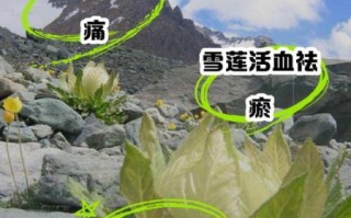 冰山雪莲的功效与作用_冰山雪莲怎么吃效果最好