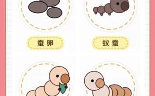 蚕图片大全大图_蚕的生长过程图片