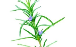 迷迭香的味道像什么_迷迭香闻起来是什么味