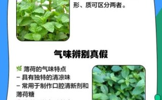 薄荷的种类有几种_常见薄荷品种区别