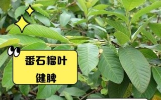 番石榴叶图片_番石榴叶功效与作用